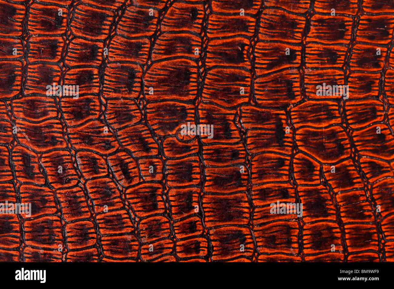 the texture of crocodile skin Stock Photo - Alamy