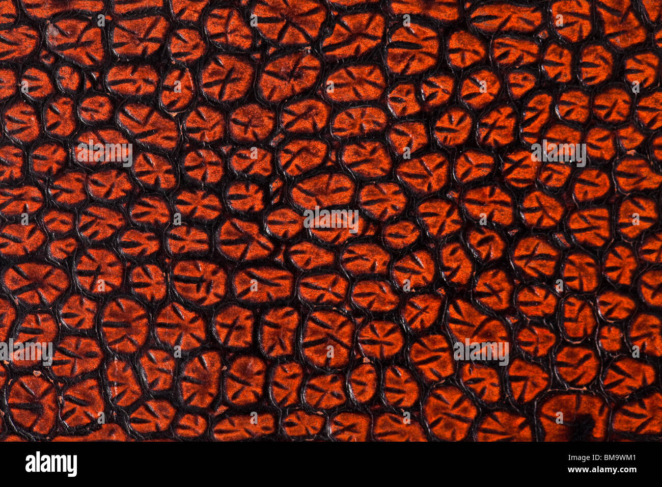 the texture of crocodile skin Stock Photo - Alamy