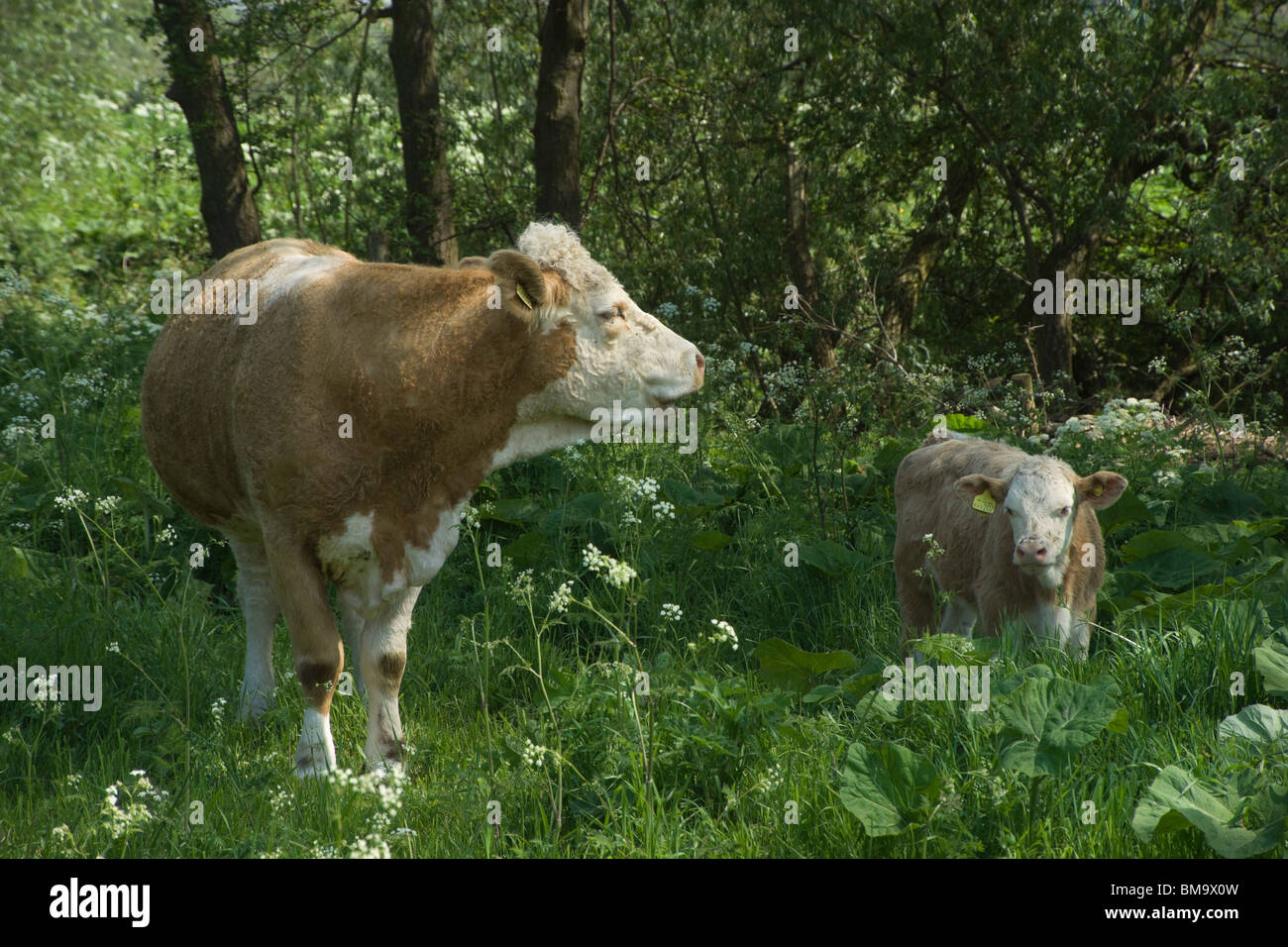 Cross breed calf hi-res stock photography and images - Alamy