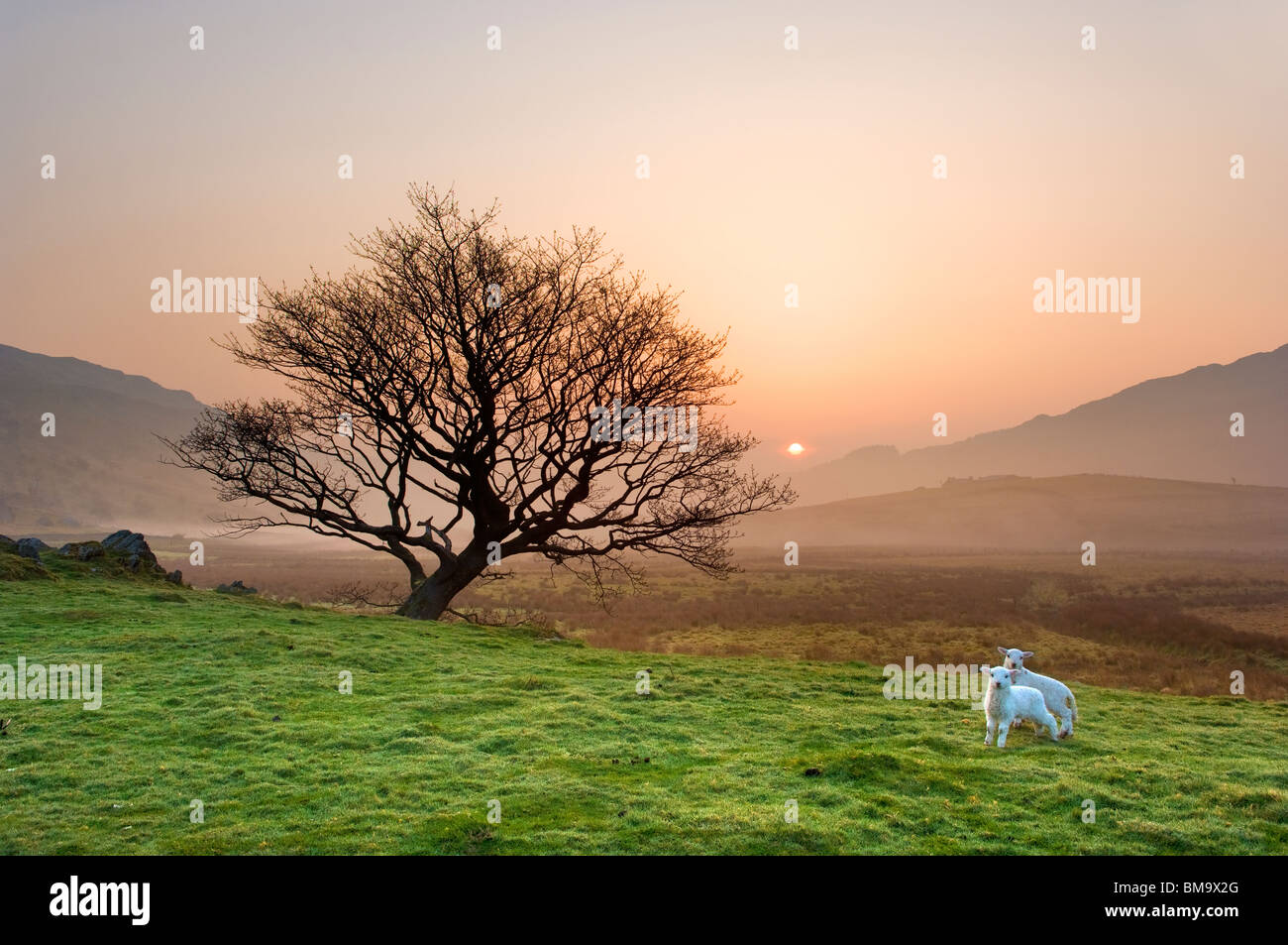 Morning mist pink mountains hi-res stock photography and images - Alamy