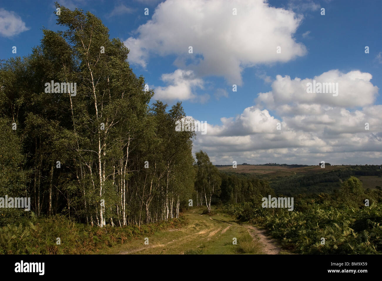 ASHDOWN FOREST. High weald area of outstanding natural beauty, Sussex ...