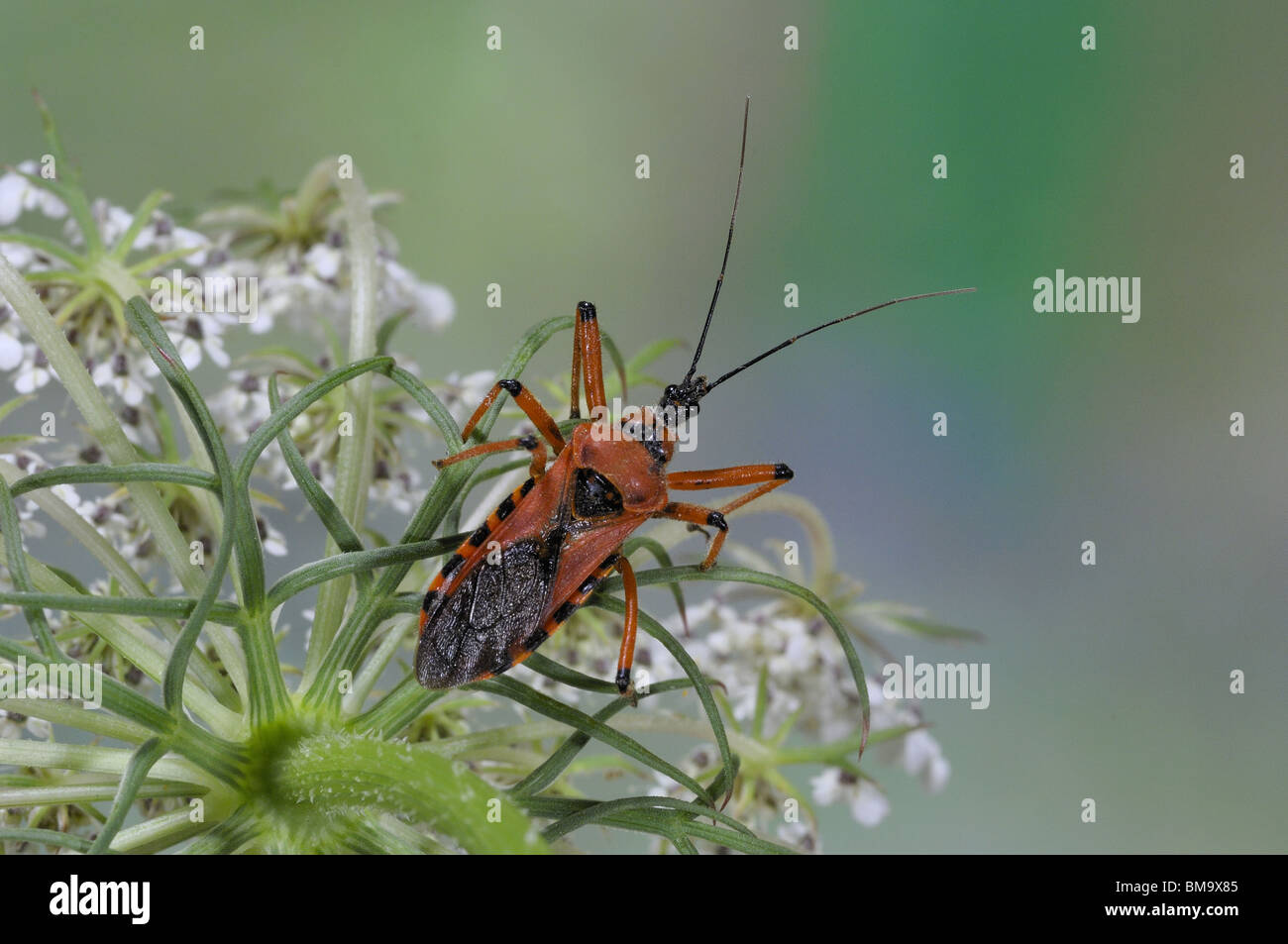 Red assassin bug on an umbel in Provence France Stock Photo - Alamy
