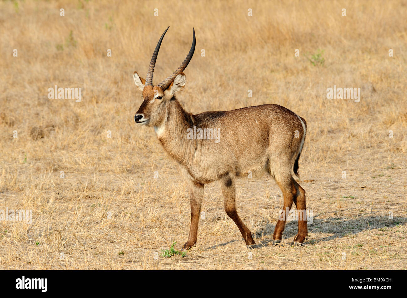Male waterbuck hi-res stock photography and images - Alamy