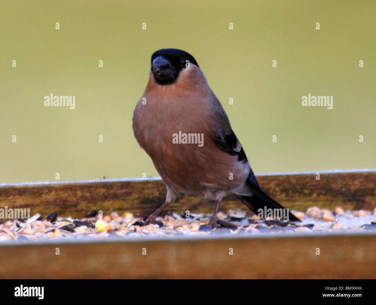 Female bullfinch hi-res stock photography and images - Alamy