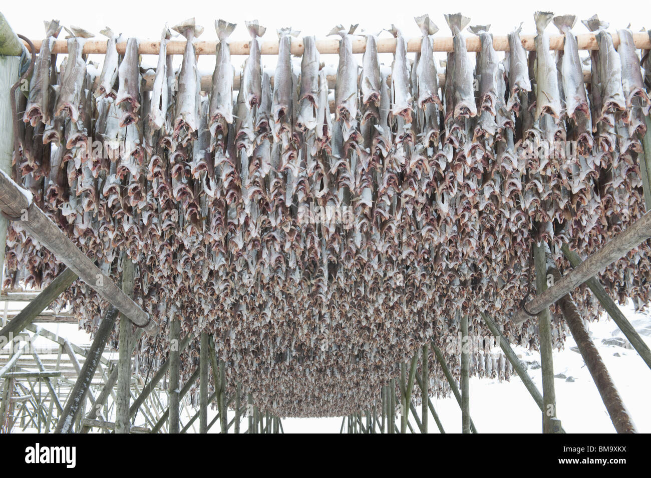 Dried cod stockfish in Loftofen, Norway for export to Italy Stock Photo ...