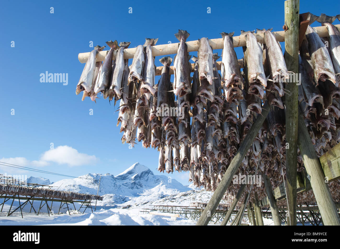 Fish drying on frame hi-res stock photography and images - Alamy
