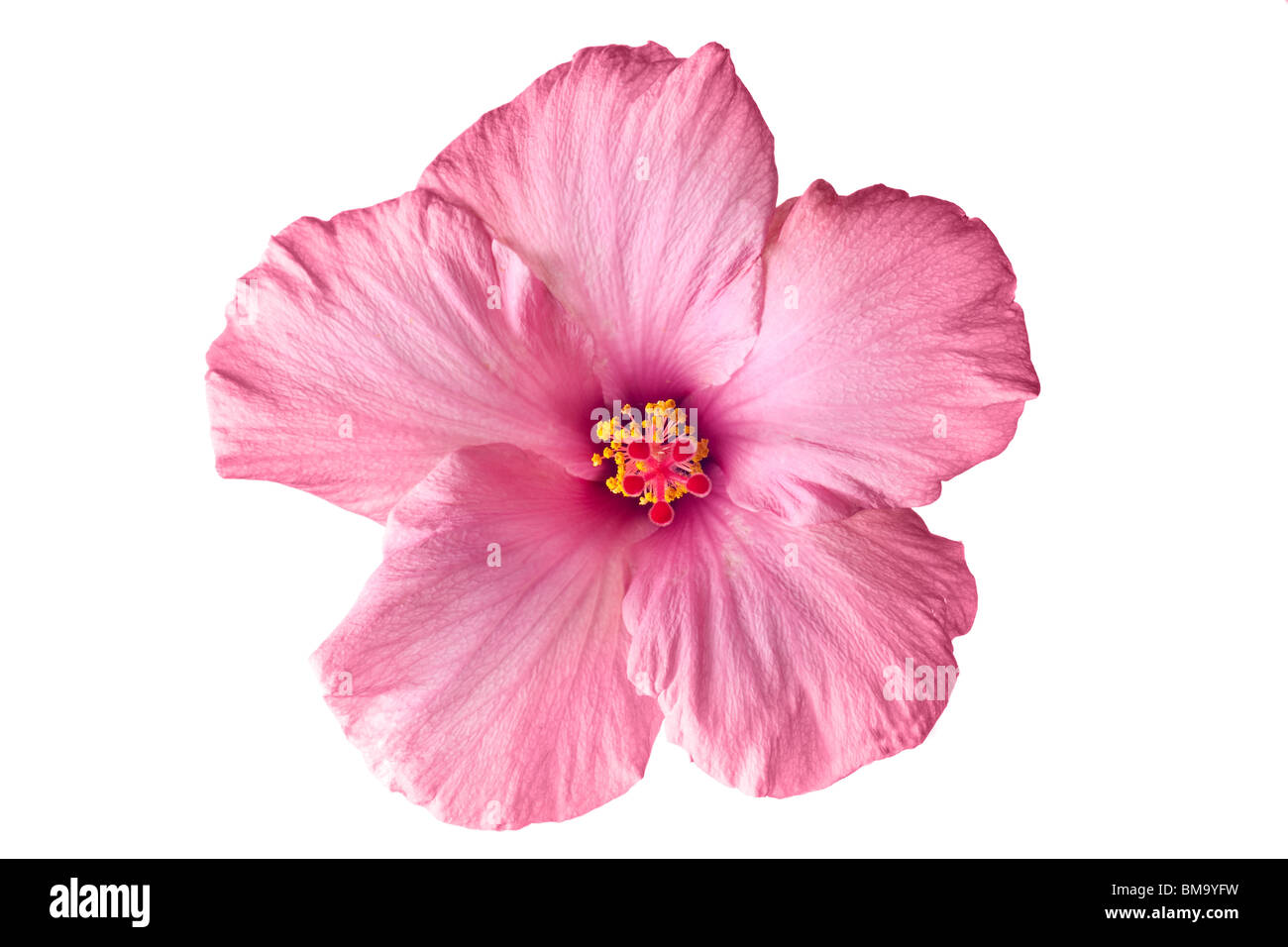 Pink hibiscus isolated on white background. Clean pure white background ...
