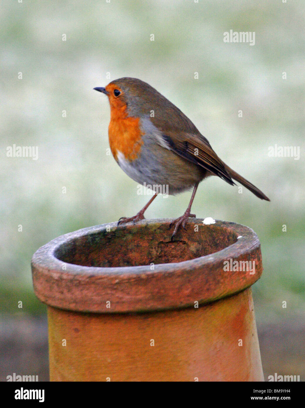 Robin on chimney pot Stock Photo - Alamy