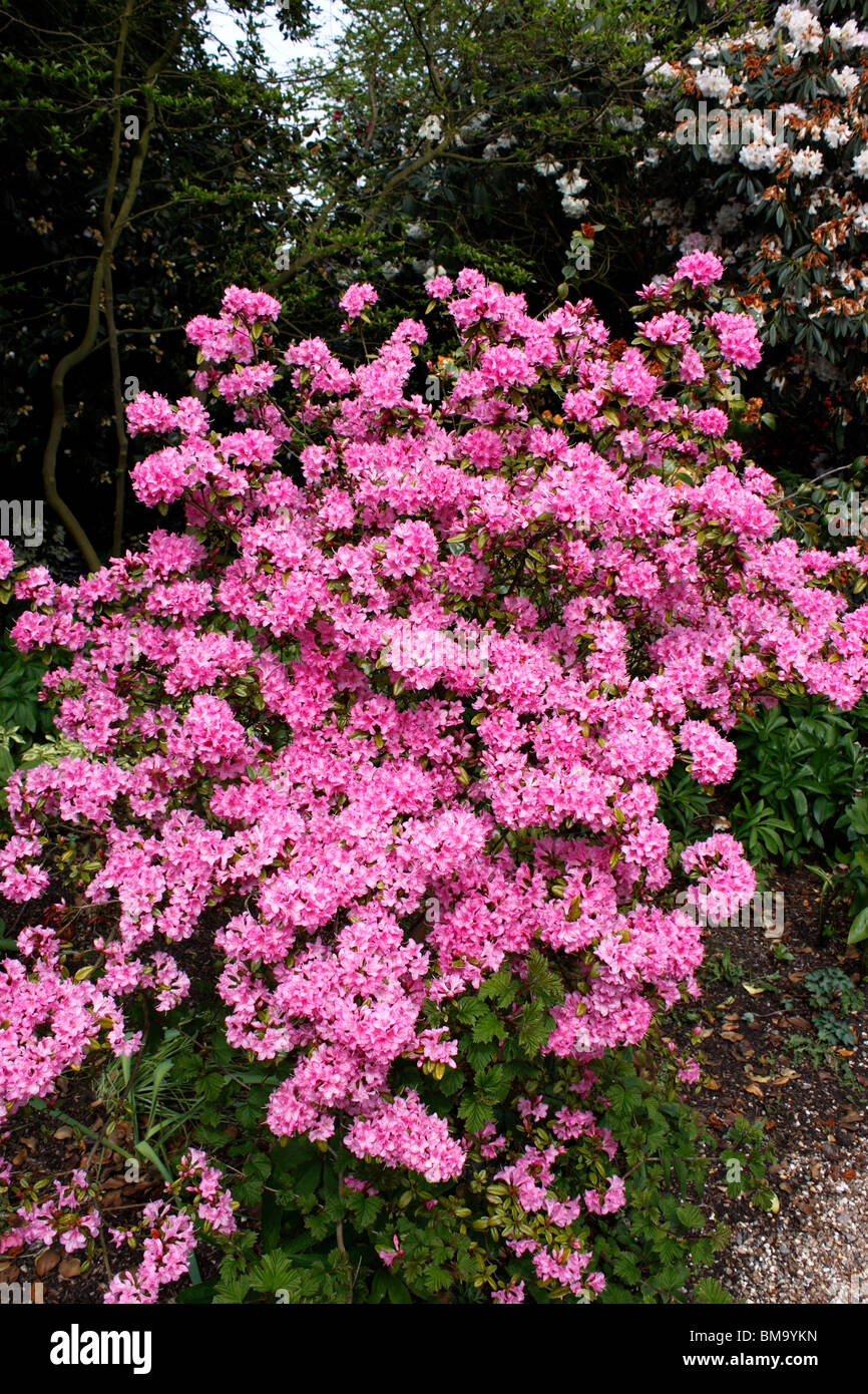 Shrubs pink rhododendron shrub hi-res stock photography and images - Alamy