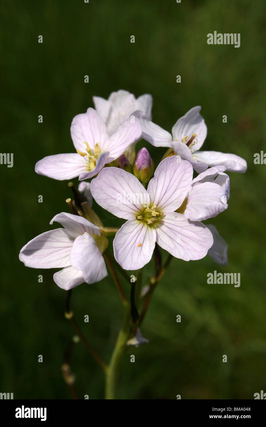 Ladys smock cuckoo flower cardamine hi-res stock photography and images ...