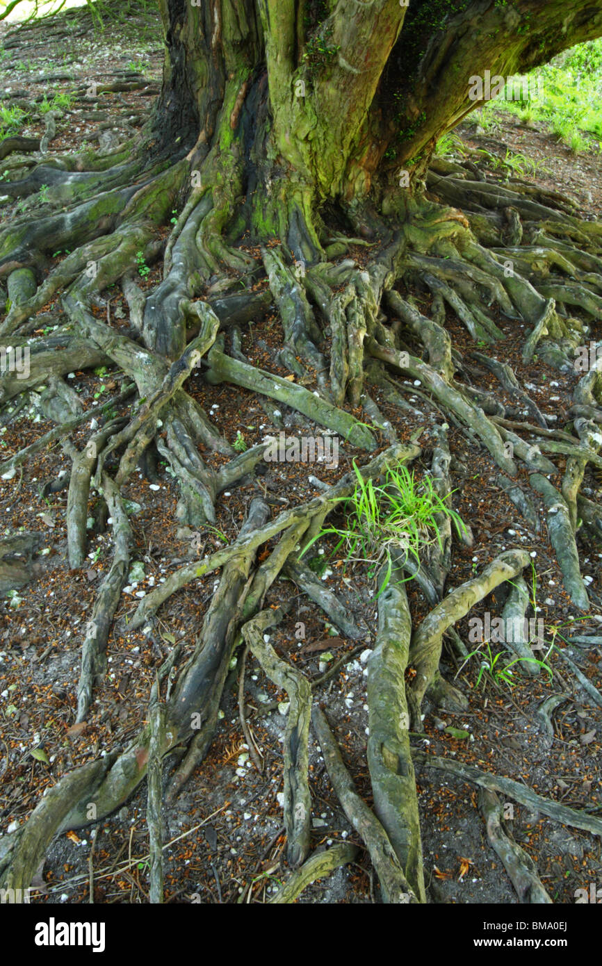 Roots of a yew tree, Linky Down Walk, Aston Rowant National Nature ...
