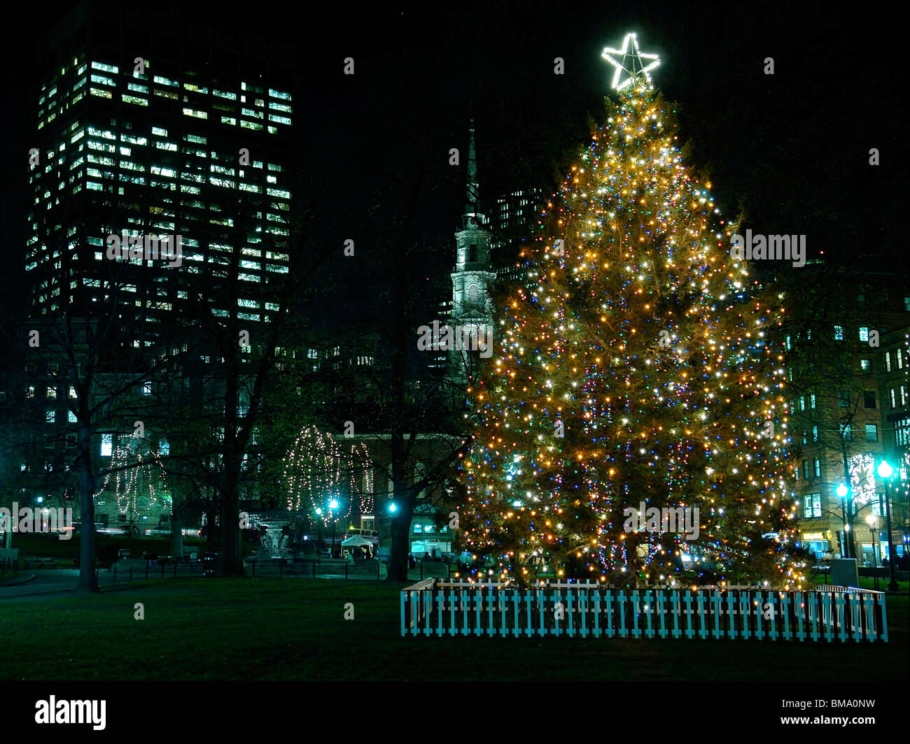 Large Decorated Outdoor Christmas Tree On Boston Common Lit Up At Night