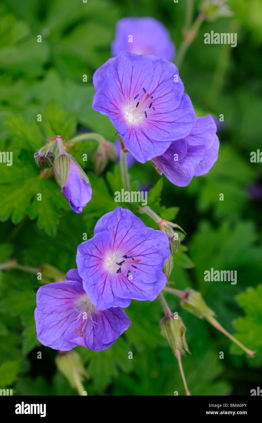 Geranium himalayense. Commonly called Cranesbill Stock Photo - Alamy