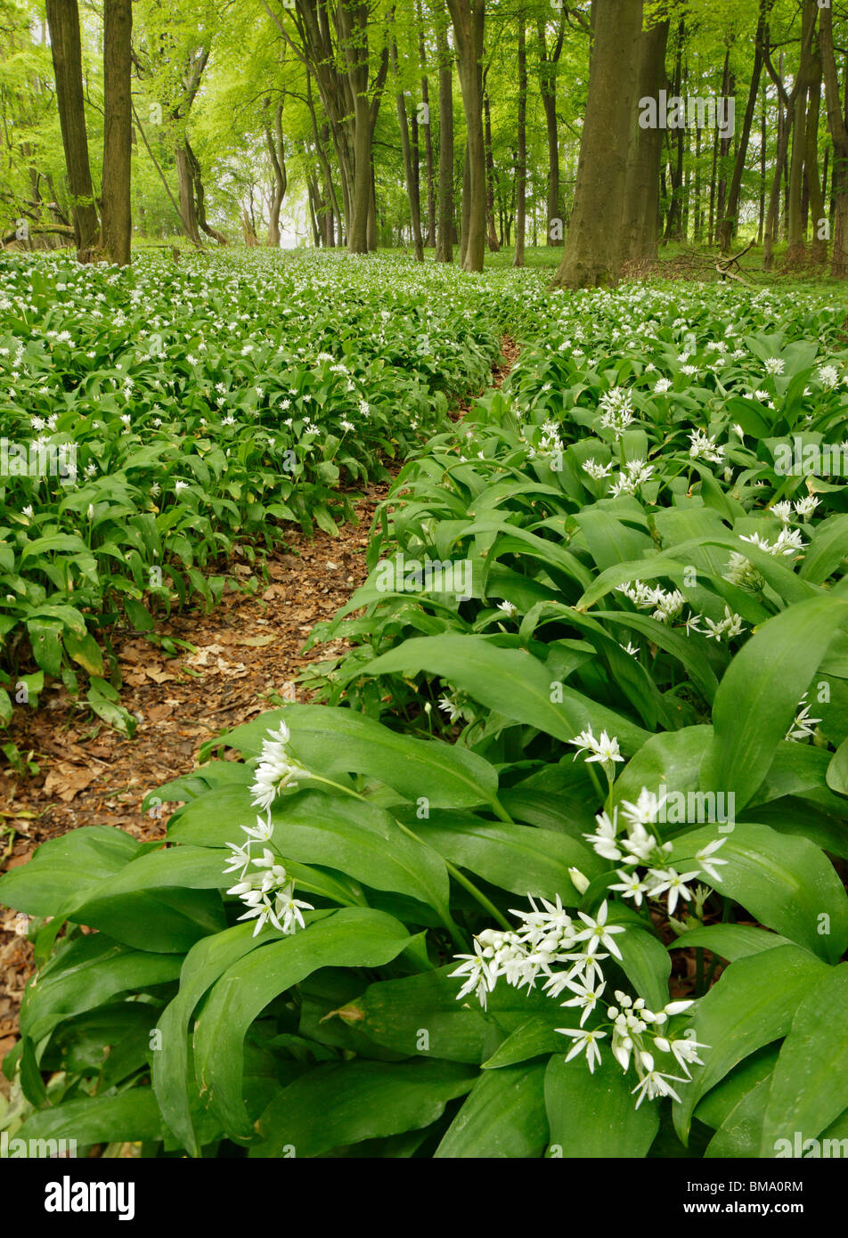 Ramsons hi-res stock photography and images - Alamy