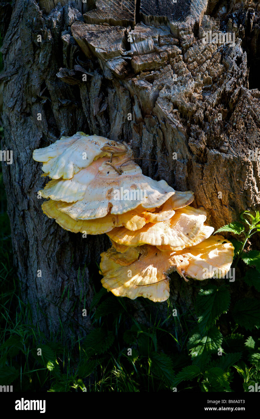 Fungus growing on an old tree stump Stock Photo - Alamy