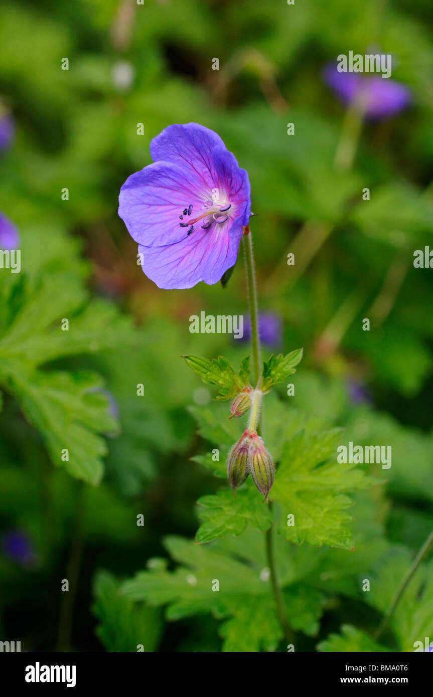 Geranium himalayense hi-res stock photography and images - Alamy