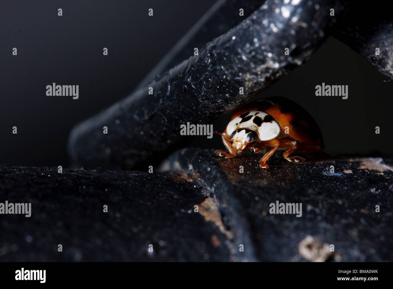 Ladybug Hiding High Resolution Stock Photography and Images - Alamy