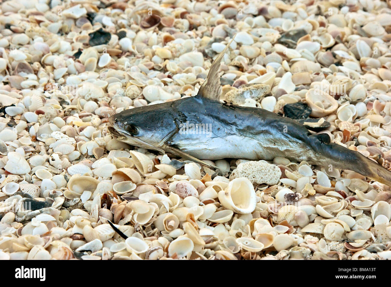 Maggots Dead Animal High Resolution Stock Photography and Images - Alamy