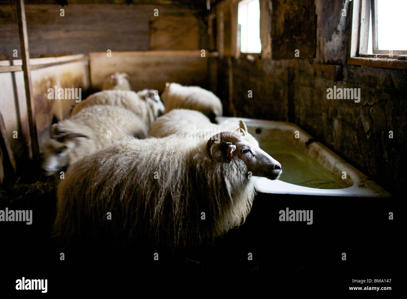 Sheep house hi-res stock photography and images - Alamy