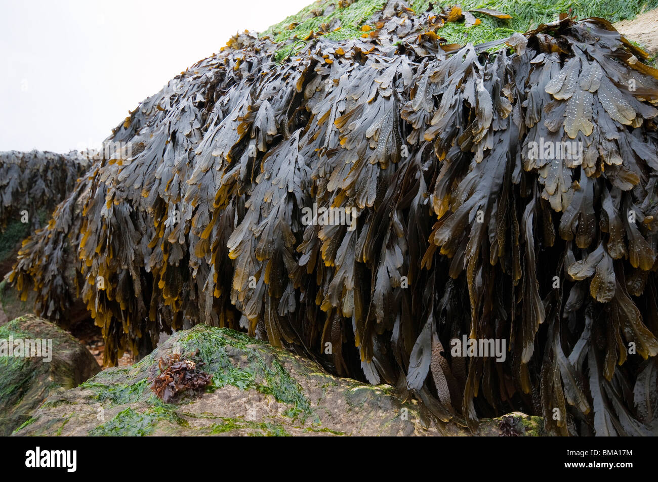 Seaweed hi-res stock photography and images - Alamy