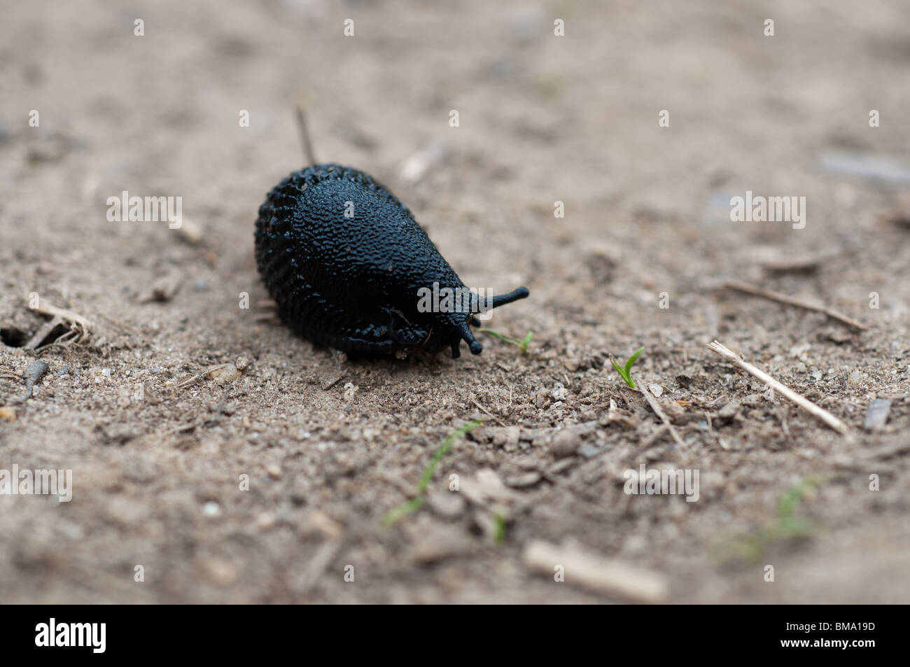 Naaktslak hi-res stock photography and images - Alamy