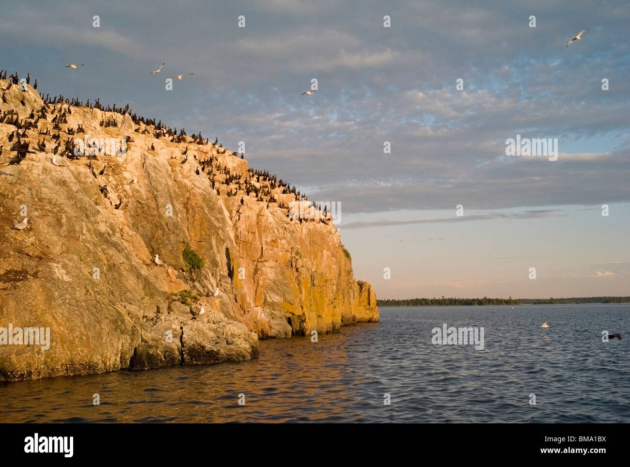 Birds canada design hi-res stock photography and images - Alamy
