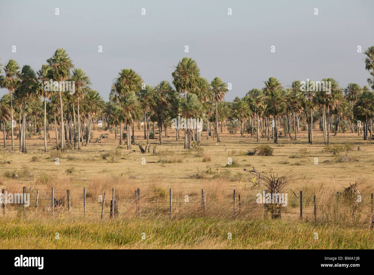 Landscape in Paraguay Stock Photo - Alamy