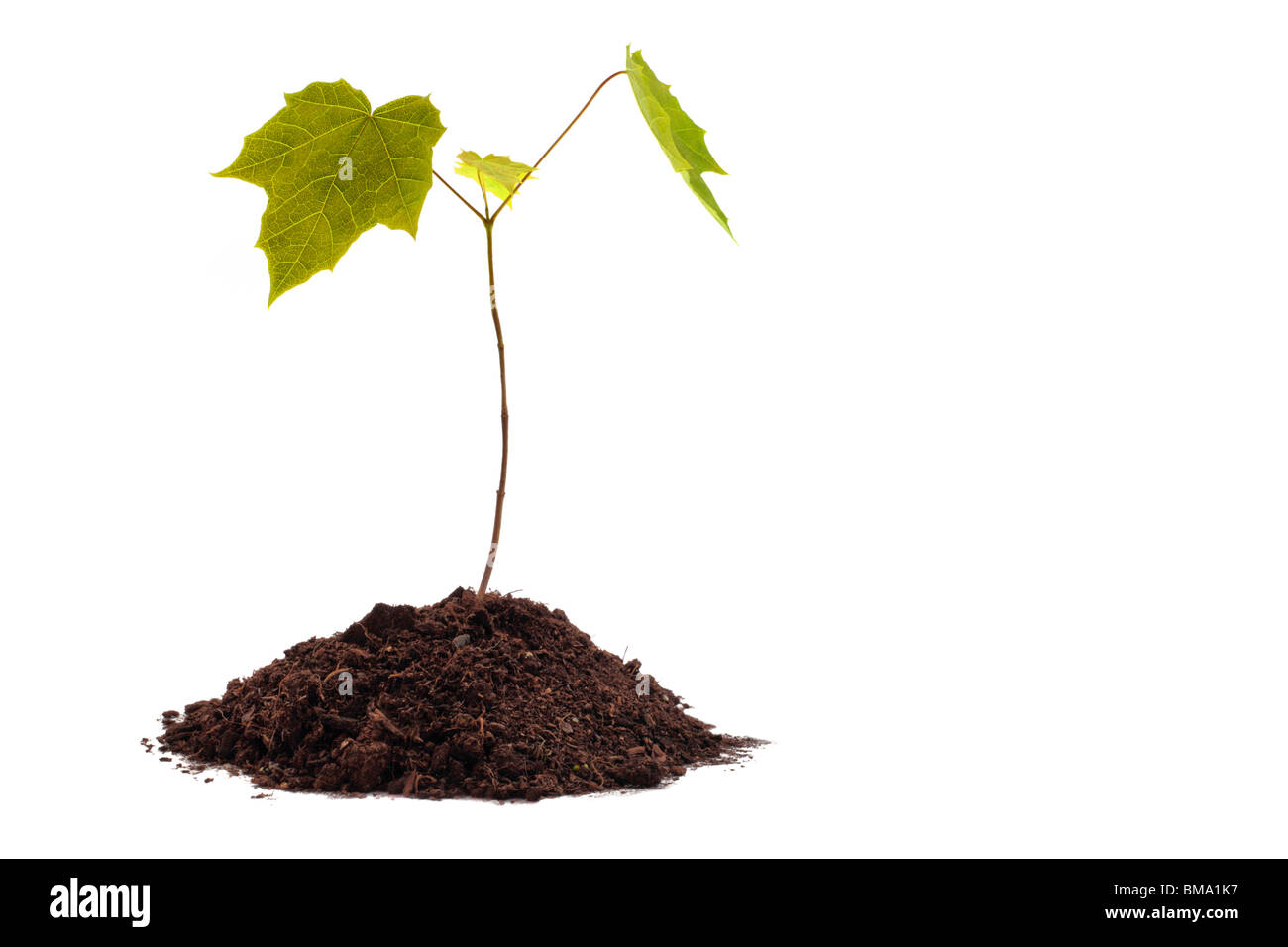 Maple sapling in soil on white background Stock Photo - Alamy