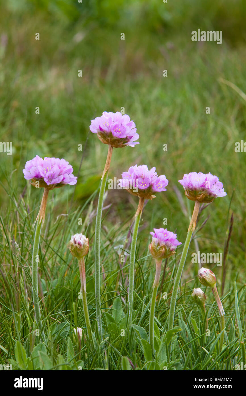 Thrift Armeria maritima aka Sea Pink, Kent, UK Stock Photo - Alamy