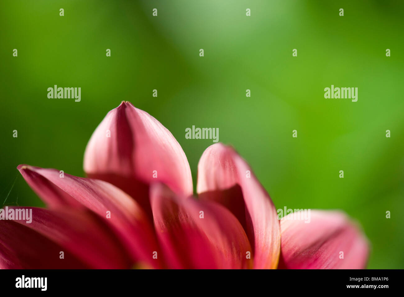 Petal plants hi-res stock photography and images - Alamy