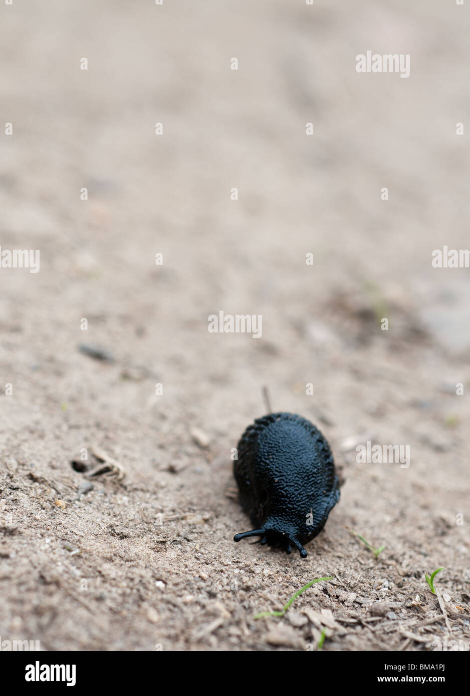 Naaktslak hi-res stock photography and images - Alamy