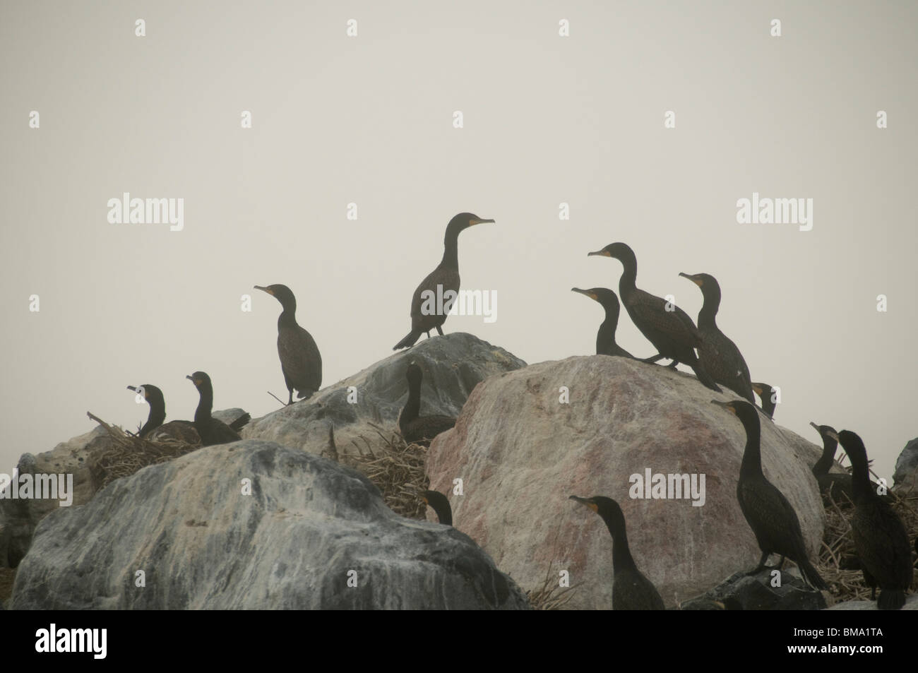 Birds On Rocks Stock Photo - Alamy