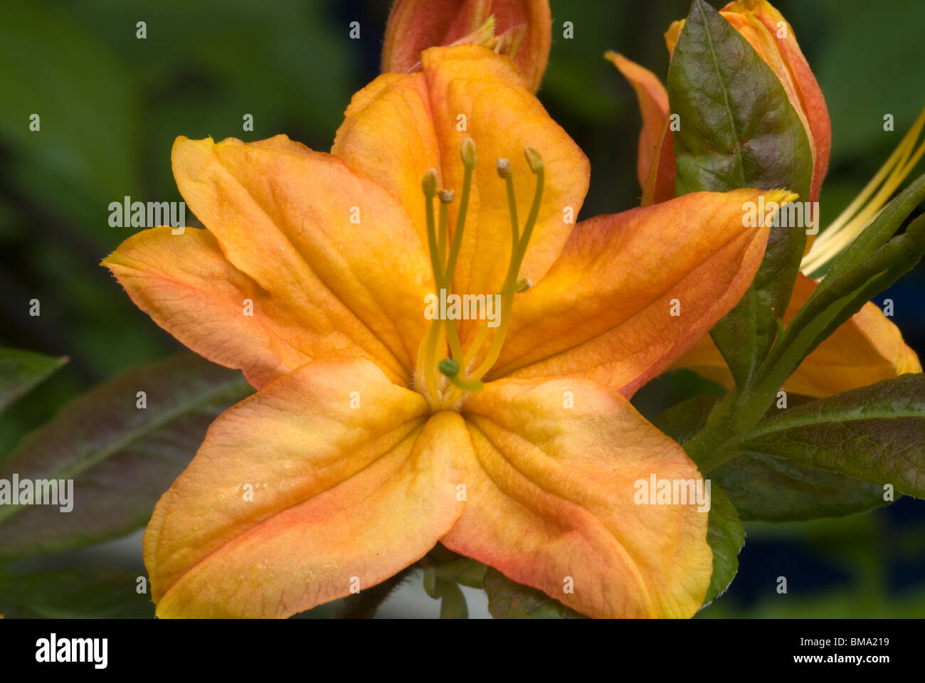 Gold azalea hi-res stock photography and images - Alamy