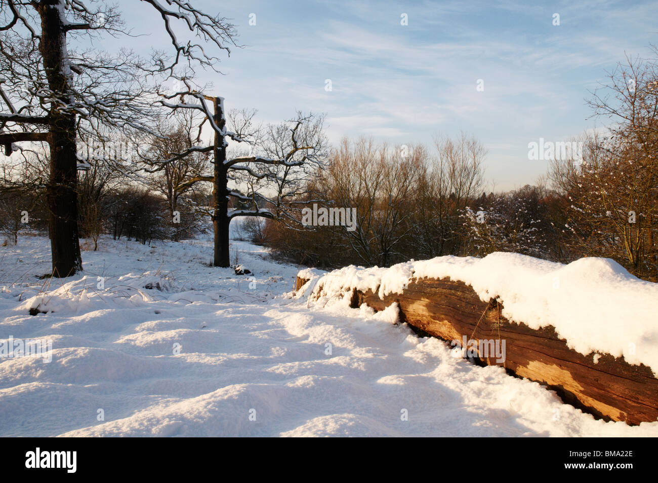 A fallen tree trunk covered in snow Stock Photo - Alamy