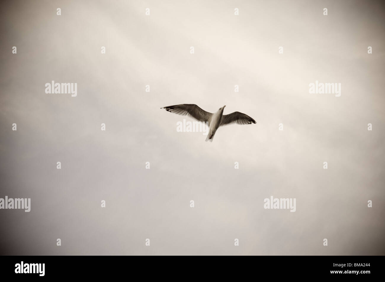 Bird In Flight Stock Photo - Alamy