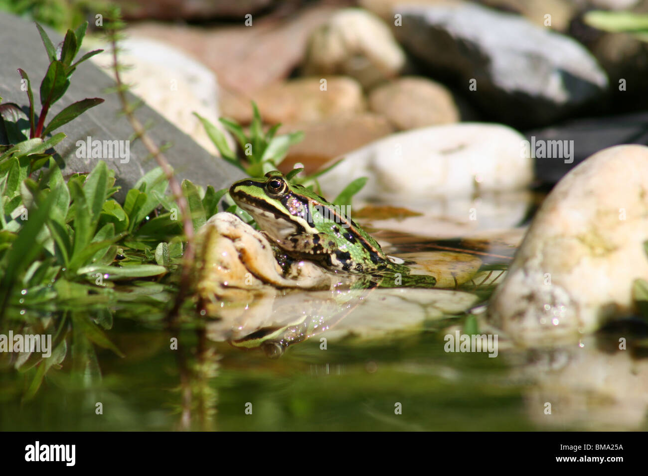 Frosch - green frog Stock Photo - Alamy