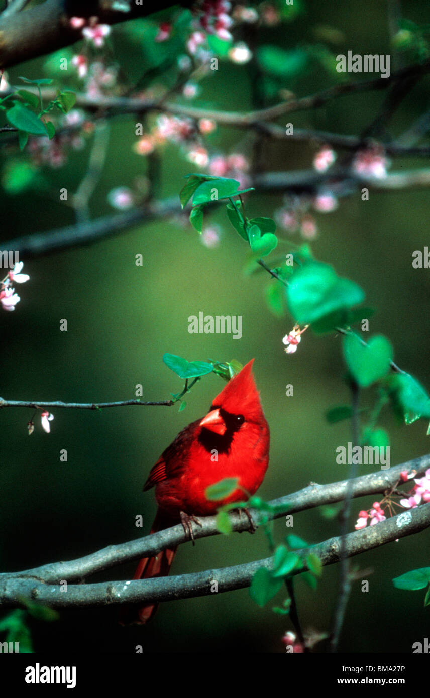 Red Cardinal bird Stock Photo - Alamy