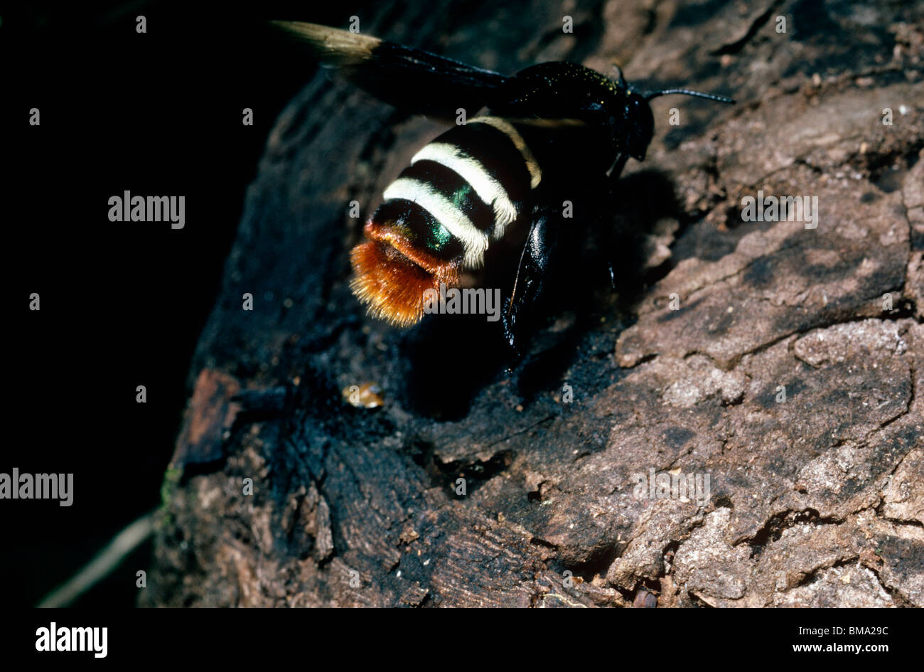 Orchid bee (Eulaema bombiformis: Apidae) male collecting chemicals for ...