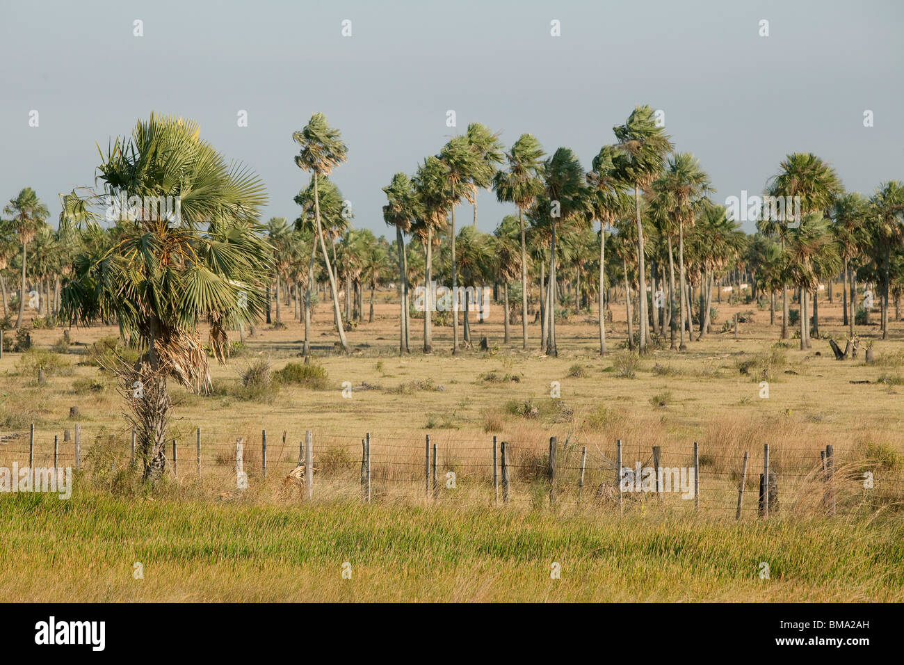 Landscape in Paraguay Stock Photo - Alamy