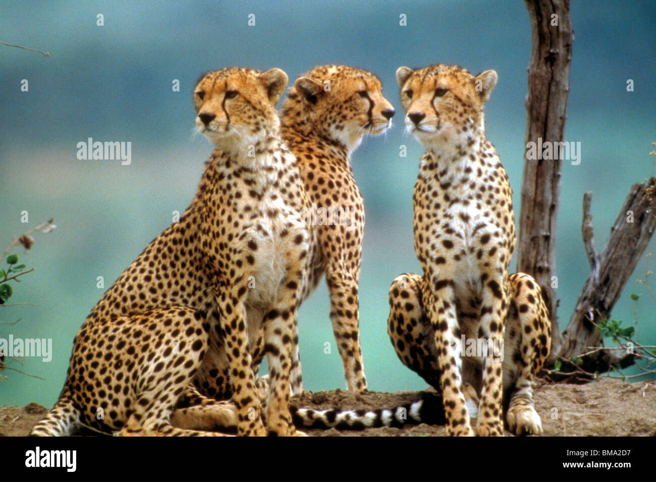 Cheetahs in Kenya, Africa Stock Photo - Alamy