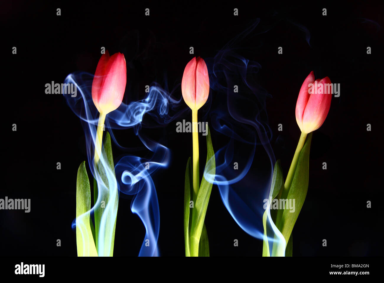 A Photograph of incense smoke rising and curling around three pink ...