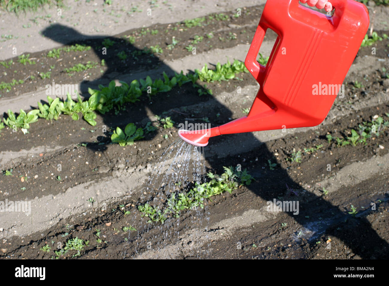 Water spinach plot hi-res stock photography and images - Alamy