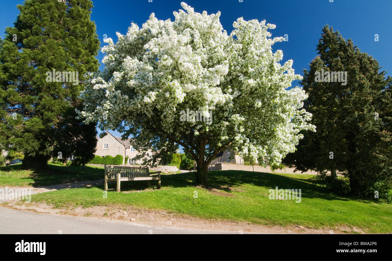 Cotswolds - Village green at Great Rissington Stock Photo - Alamy