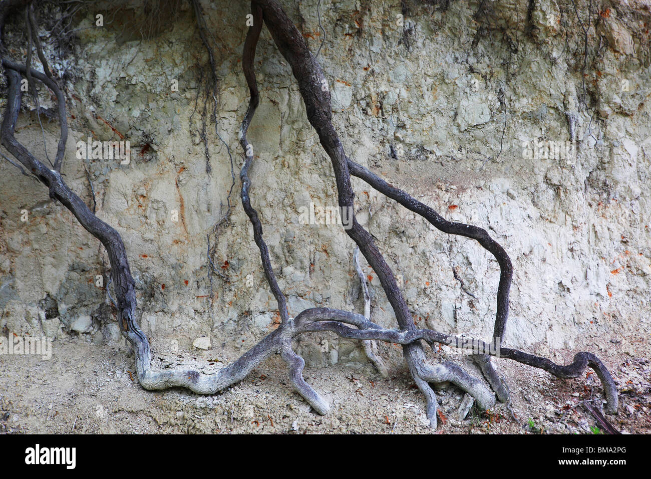 Tangled exposed roots hi-res stock photography and images - Alamy
