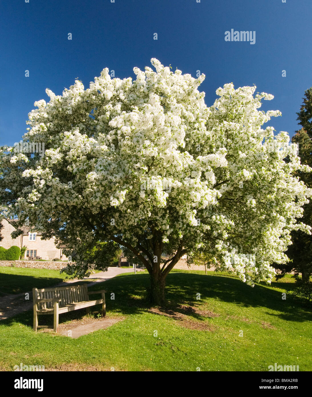 Cotswolds - Village green at Great Rissington Stock Photo - Alamy