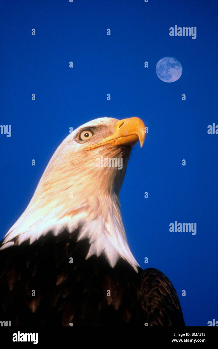 Bald Eagle in Alaska Stock Photo - Alamy