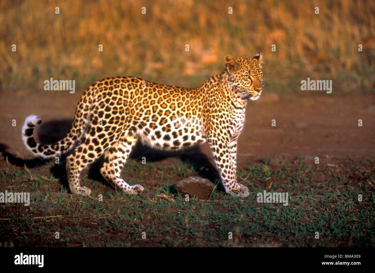 Africa cats carnivores predators hi-res stock photography and images ...