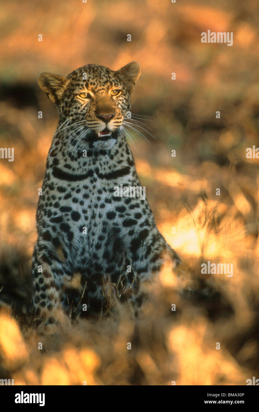 Africa cats carnivores predators hi-res stock photography and images ...