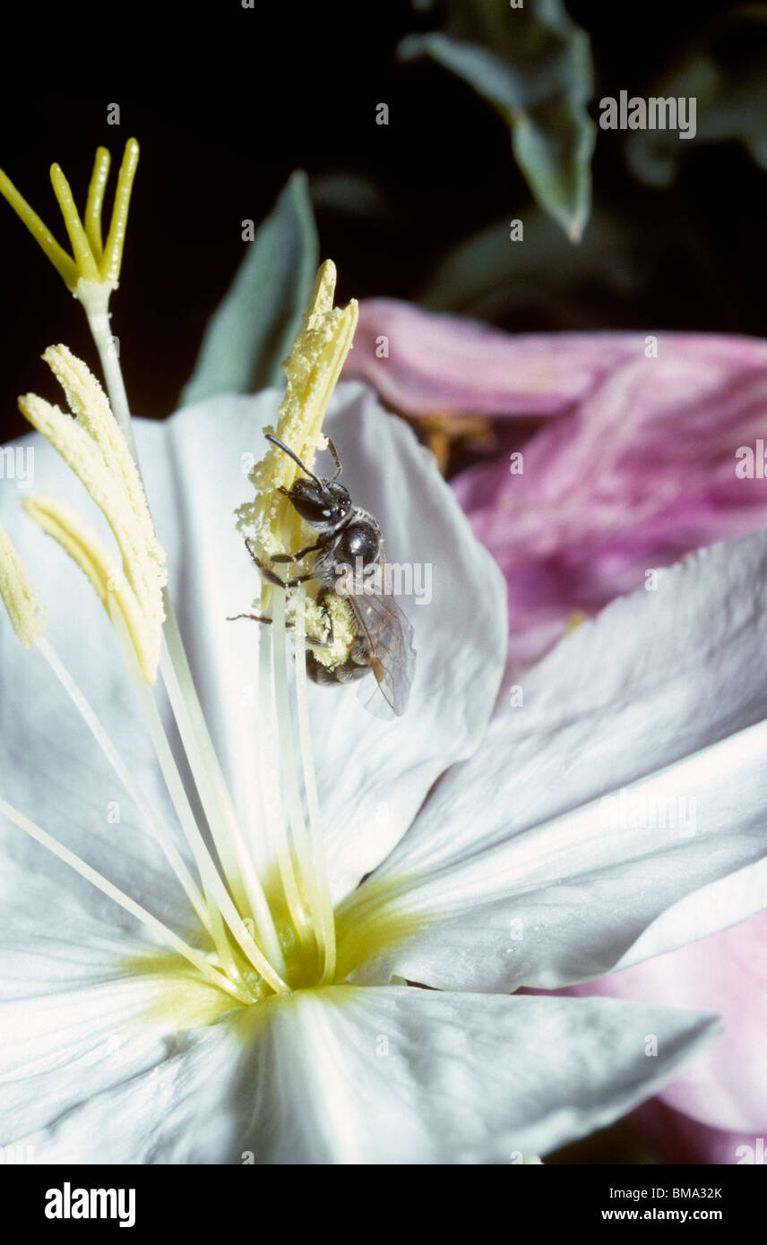 Foragers hi-res stock photography and images - Alamy