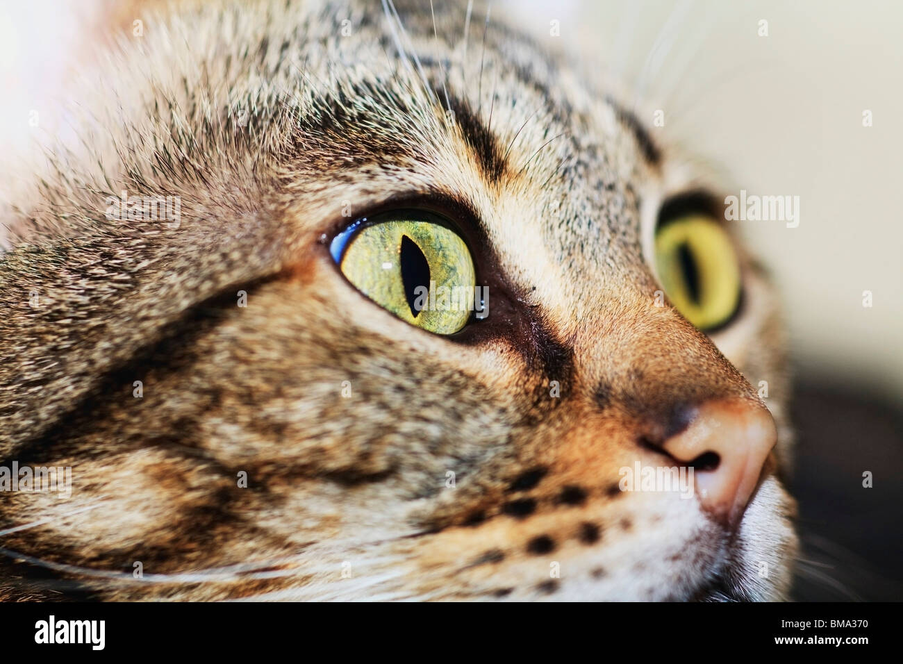 The Face Of A Cat Stock Photo - Alamy